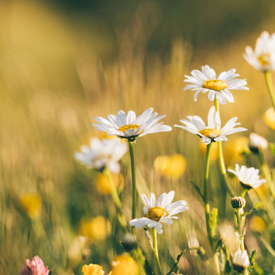 Stella Beever Counselling | Mid-Devon Counselling & Therapy expert